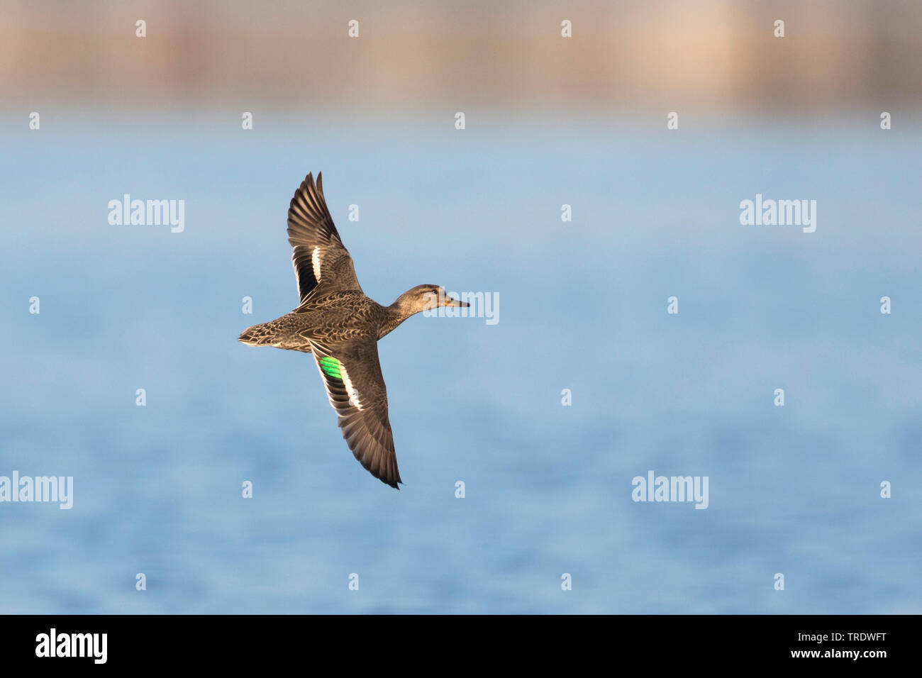 Green winged teal in flight hi-res stock photography and images - Alamy