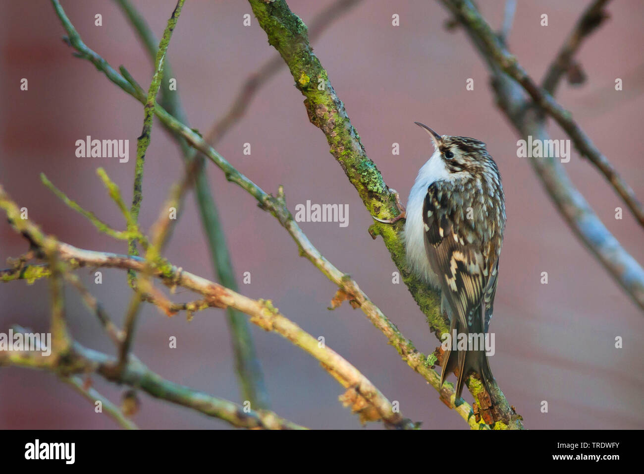 Creeper bird creepers birds hi-res stock photography and images - Alamy