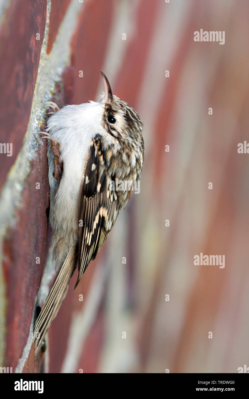 Creeper bird creepers birds hi-res stock photography and images - Alamy