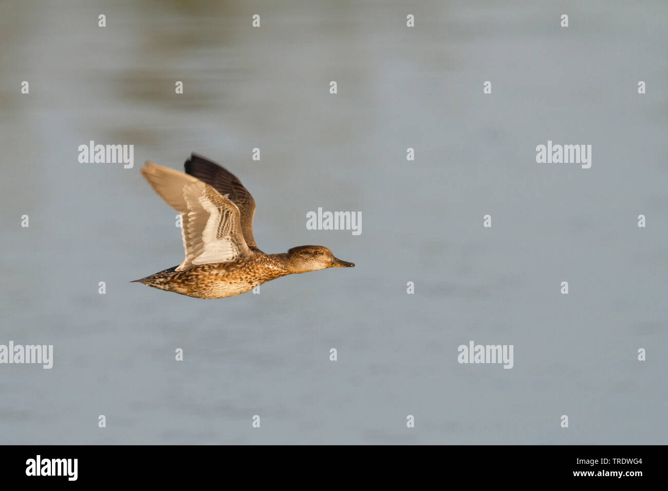 Green winged teal in flight hi-res stock photography and images - Alamy