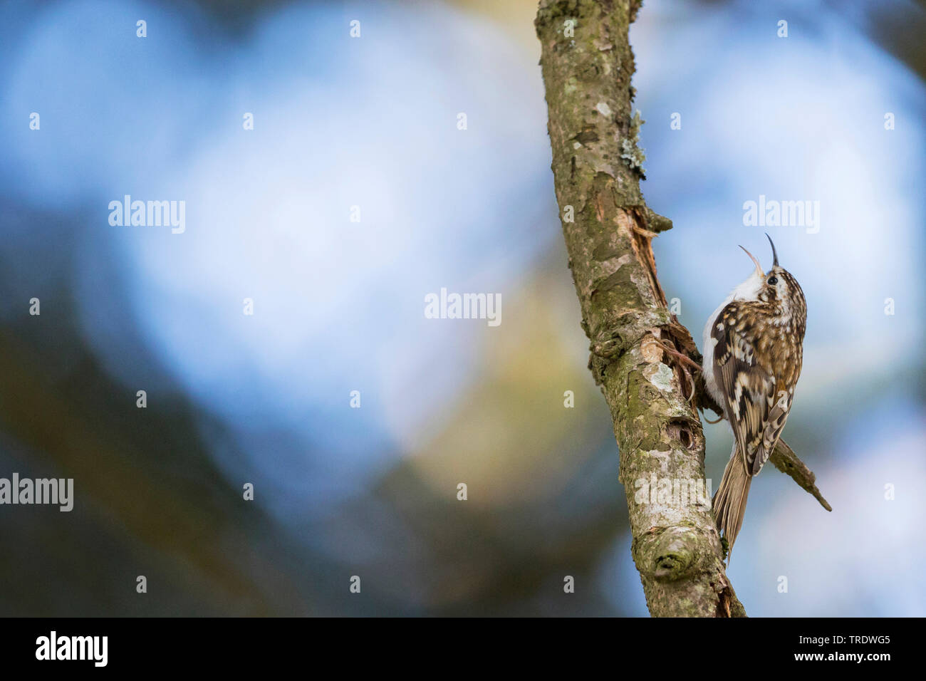 common treecreeper (Certhia familiaris pyrenaica, Certhia familiaris ...