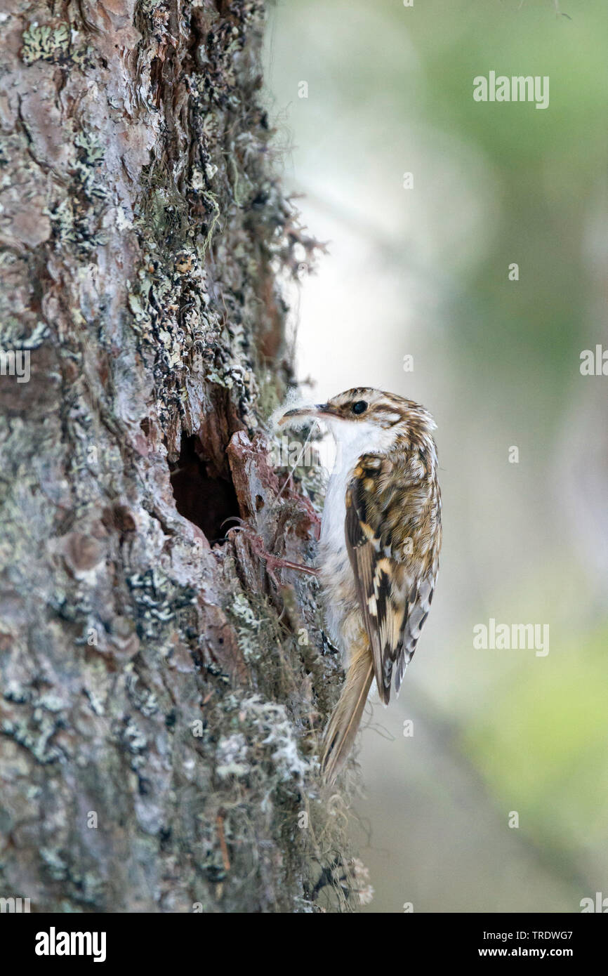 common treecreeper (Certhia familiaris pyrenaica, Certhia familiaris ...