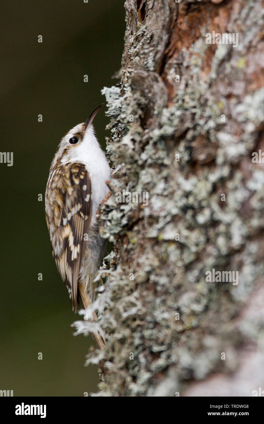 Creeper bird creepers birds hi-res stock photography and images - Alamy