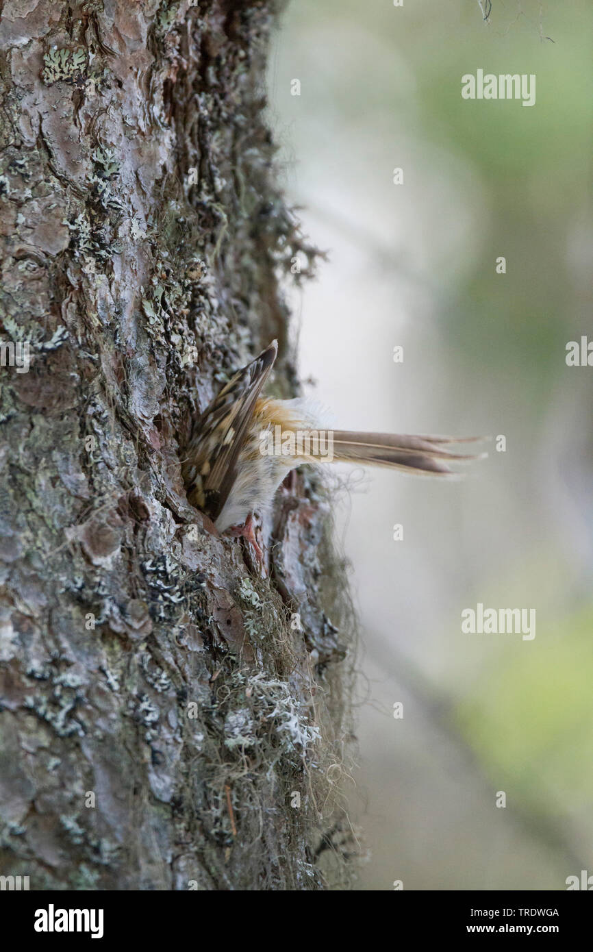 common treecreeper (Certhia familiaris pyrenaica, Certhia familiaris ...