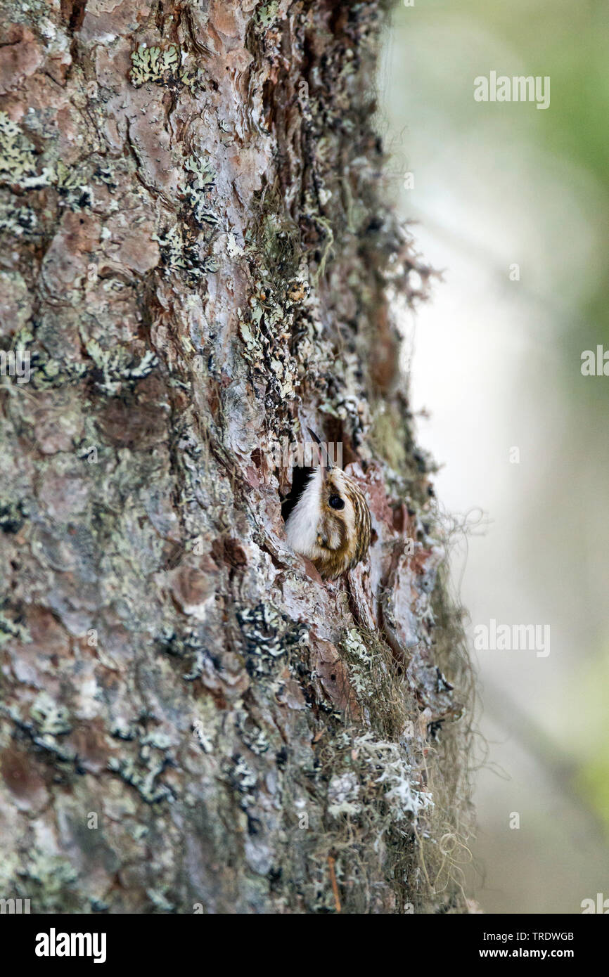 Treecreeper nest hi-res stock photography and images - Alamy