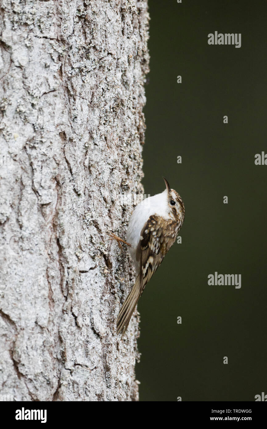common treecreeper (Certhia familiaris pyrenaica, Certhia familiaris ...