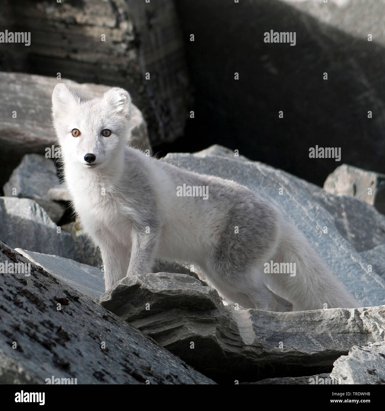 arctic fox, polar fox (Alopex lagopus, Vulpes lagopus), in winter coat ...