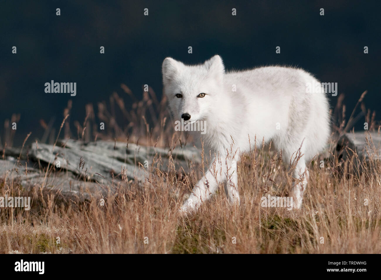 Norway Arctic Fox High Resolution Stock Photography and Images - Alamy