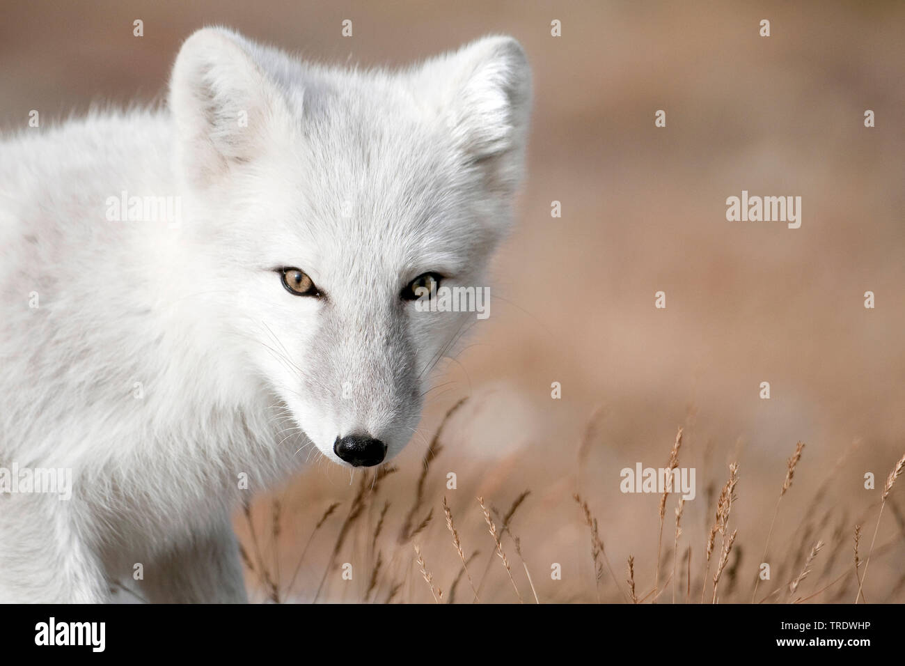 Norway Arctic Fox High Resolution Stock Photography and Images - Alamy