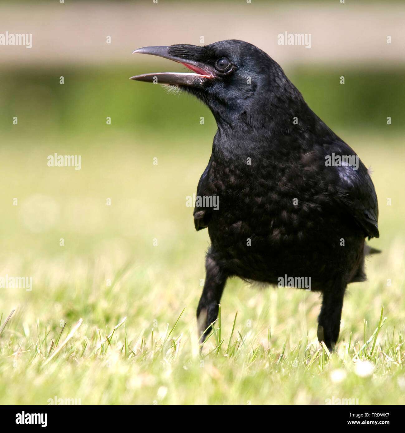Rook with open beak hi-res stock photography and images - Alamy