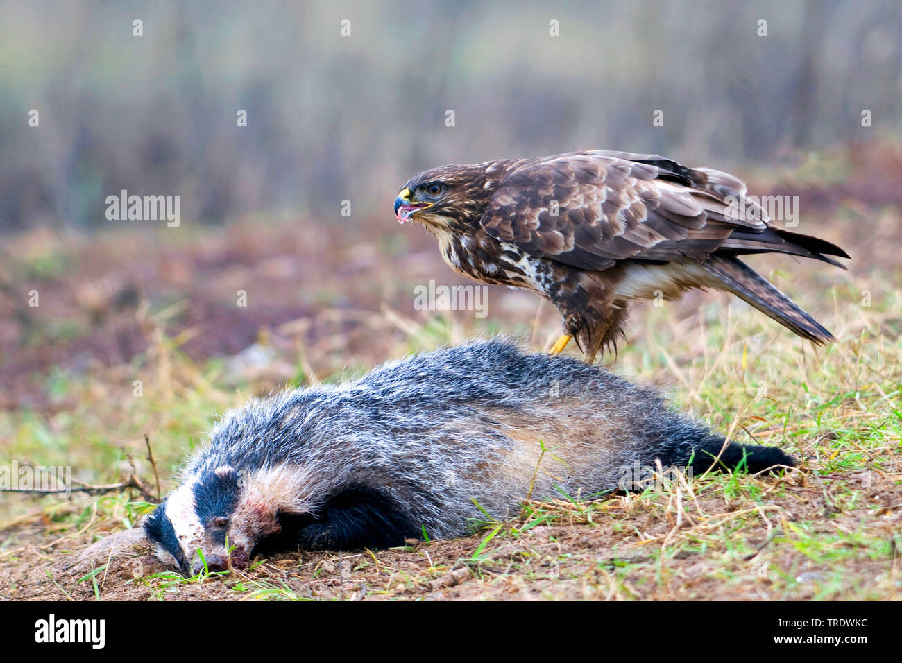 Eurasian buzzard (Buteo buteo), perching on a dead badger, side view ...