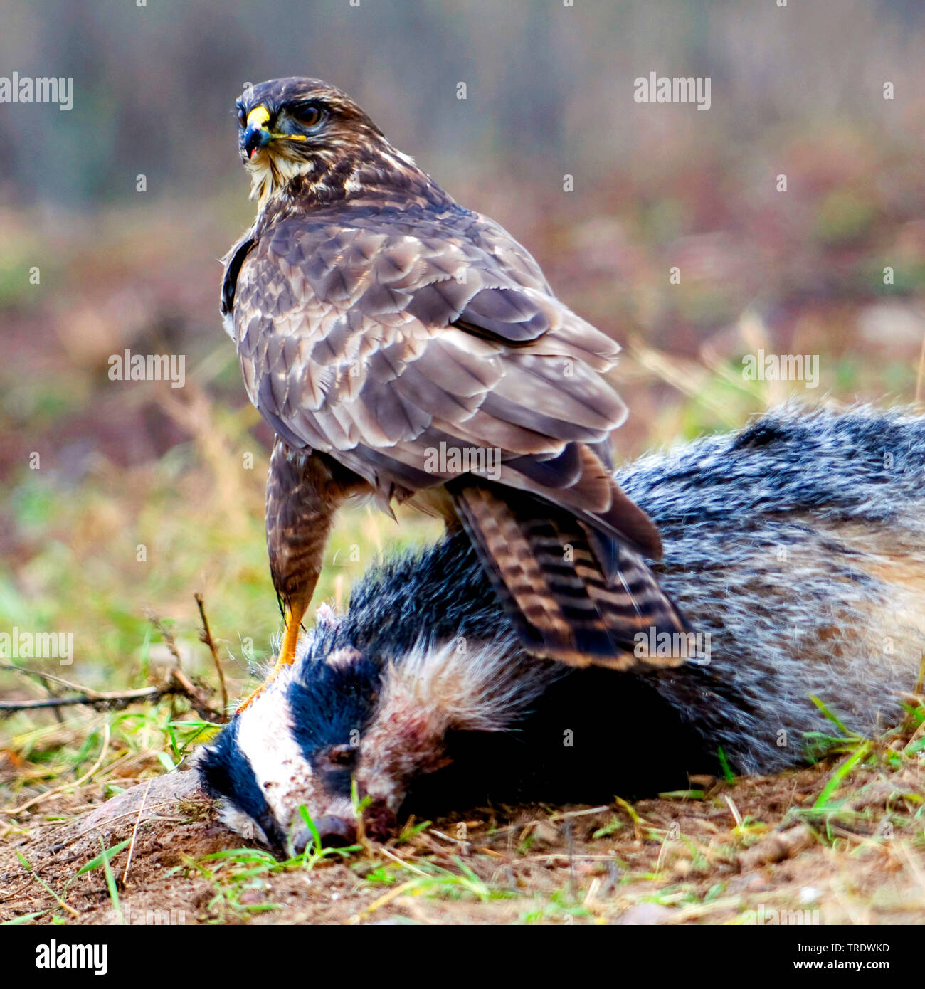 Badger sitting behind hi-res stock photography and images - Alamy