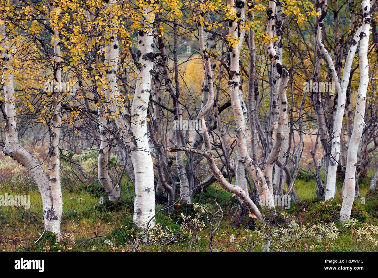 Northern europe birch not lake hi-res stock photography and images - Alamy