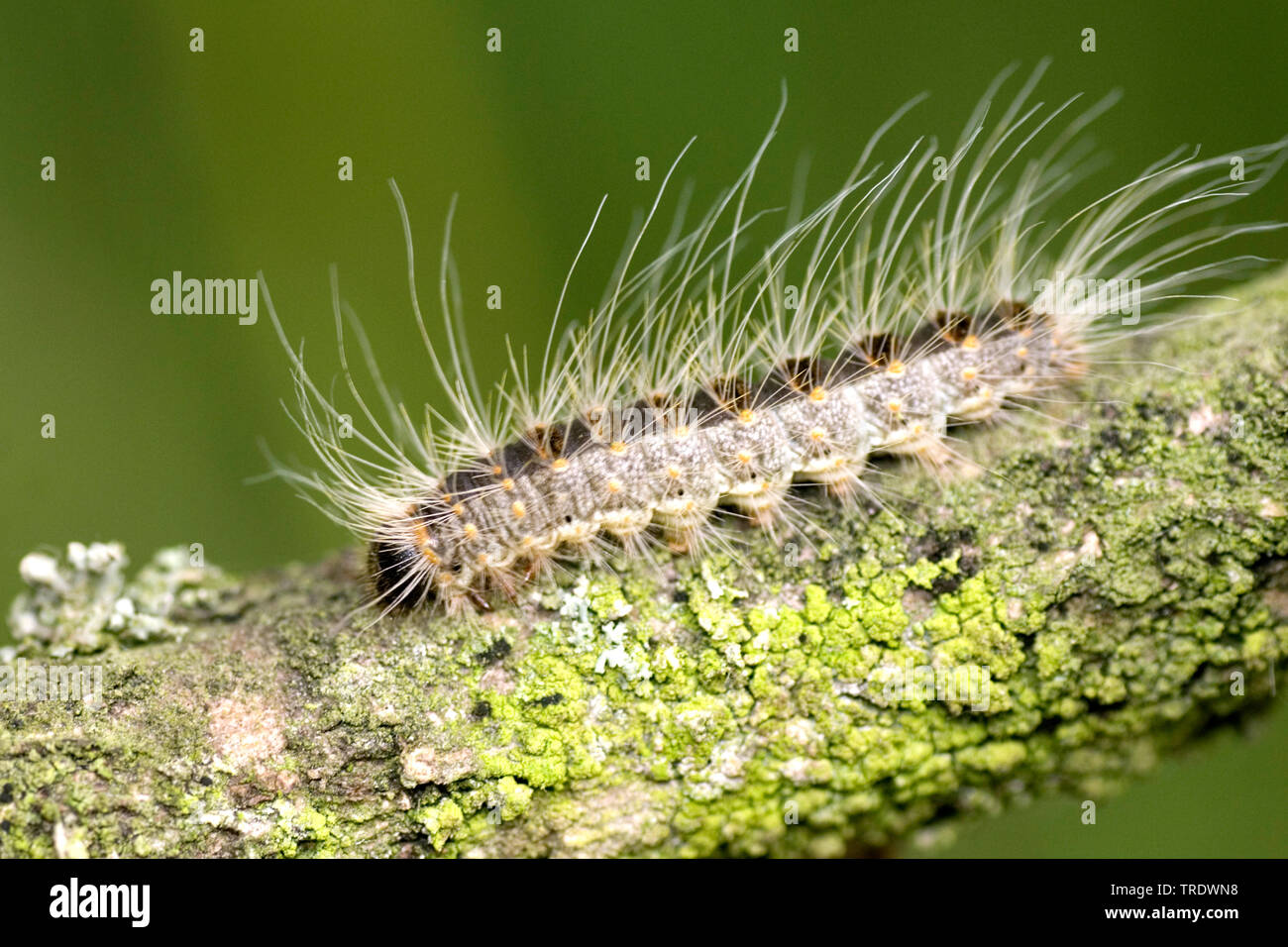 Oak processionary moth hi-res stock photography and images - Alamy