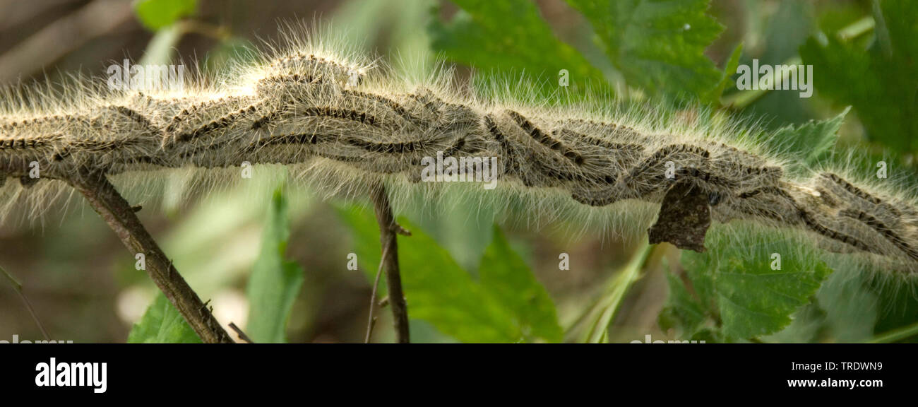 Oak processionary moth hi-res stock photography and images - Alamy