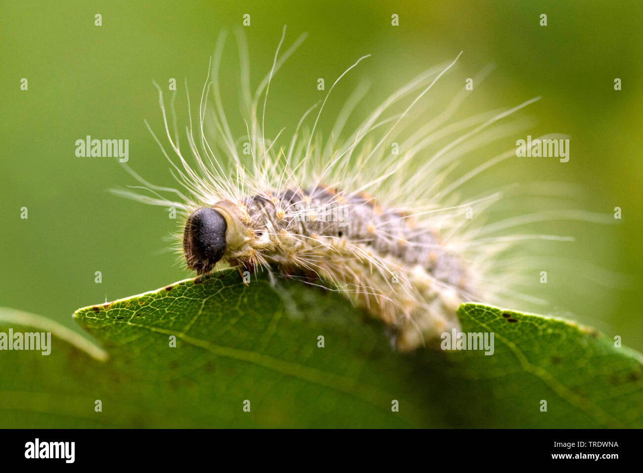 oak processionary moth (Thaumetopoea processionea), Netherlands Stock ...
