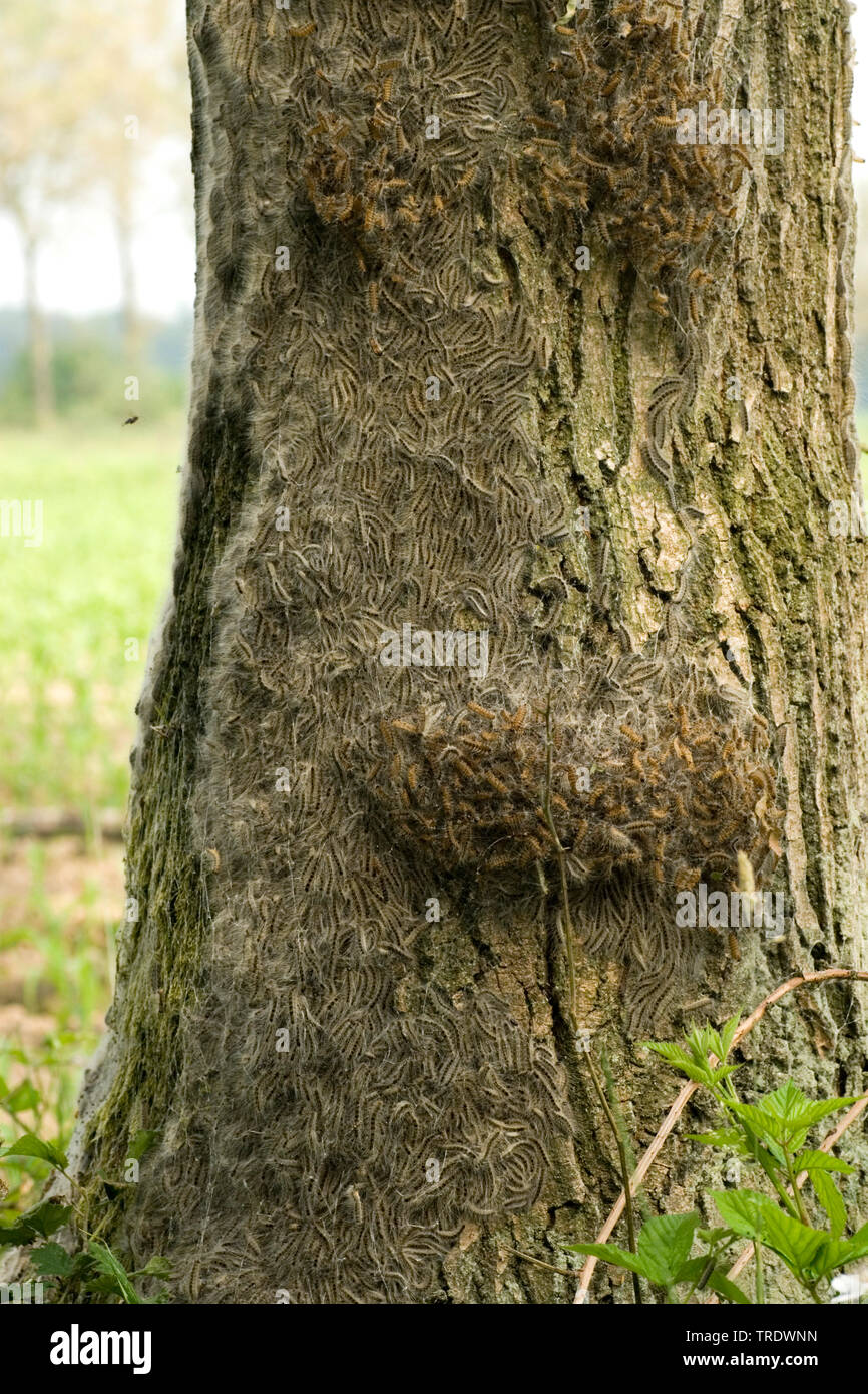 oak processionary moth (Thaumetopoea processionea), Netherlands Stock ...