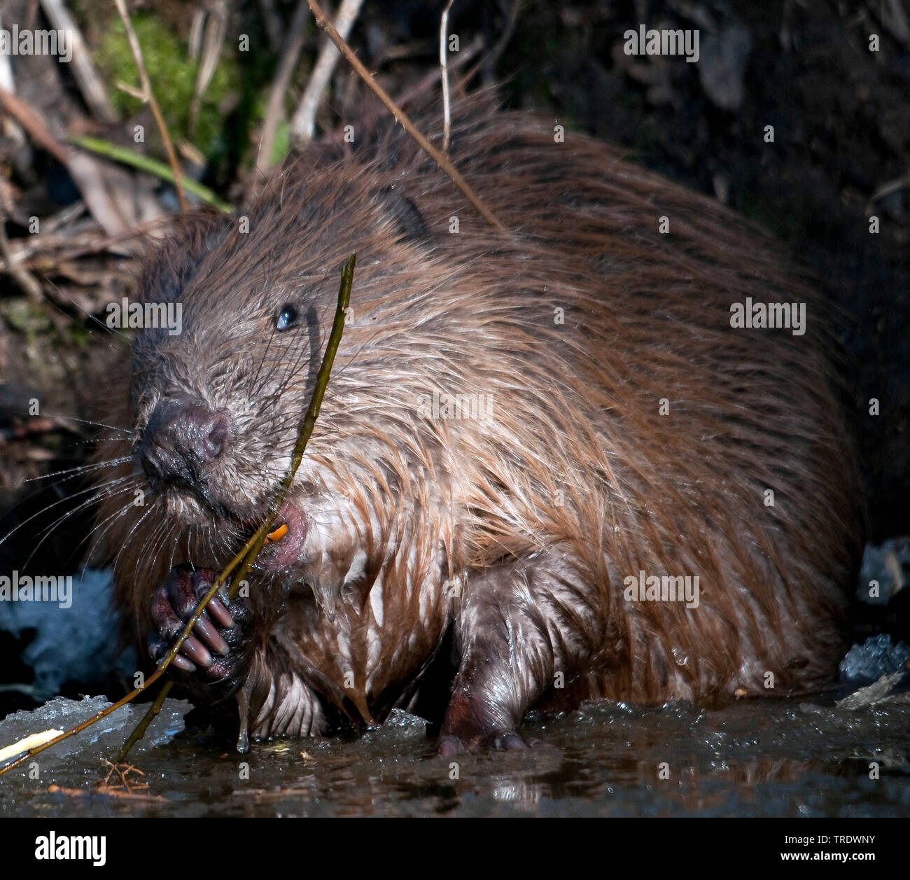 Beavers eating hi-res stock photography and images - Alamy