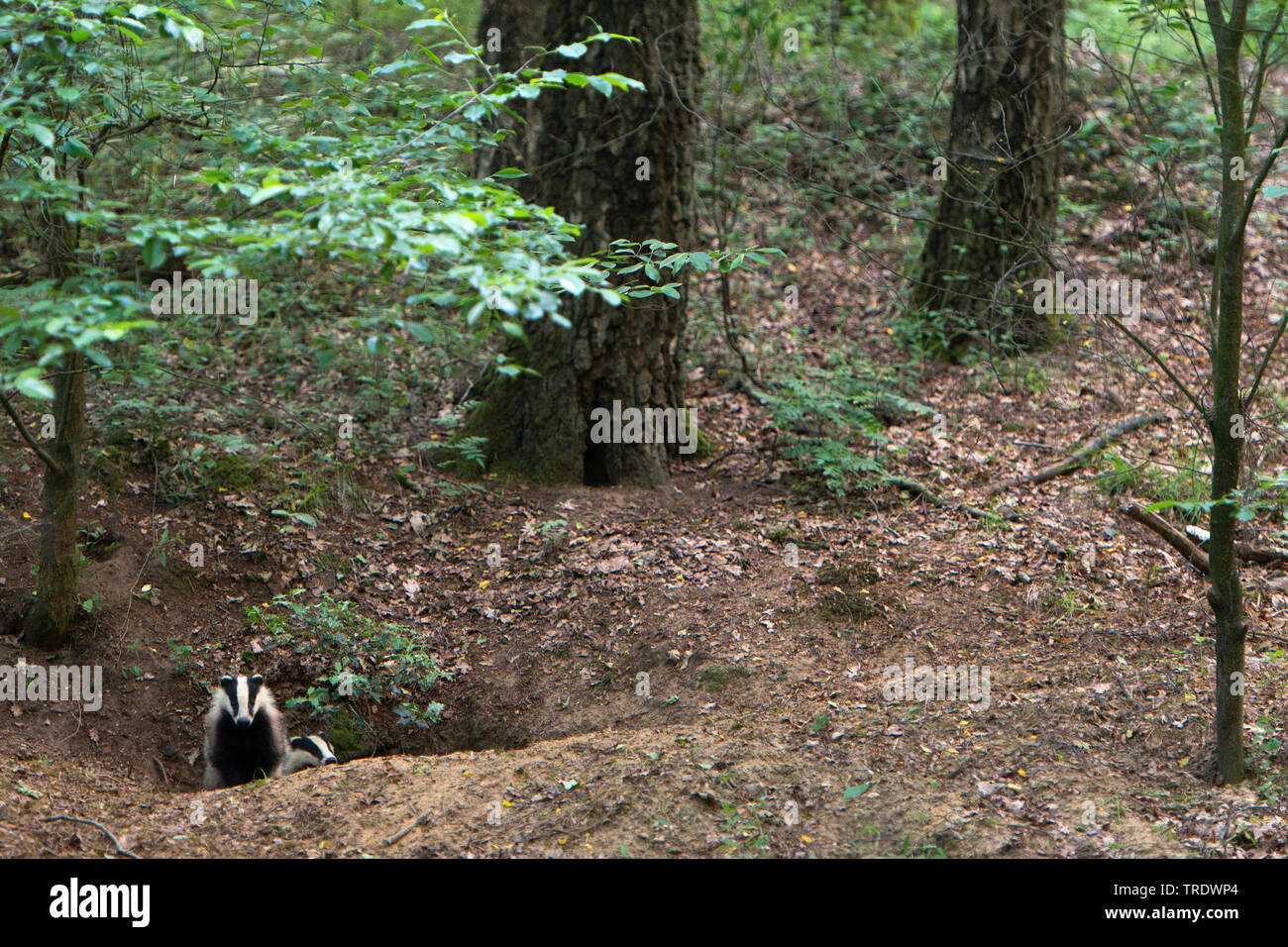 Old World badger, Eurasian badger (Meles meles), at its den ...
