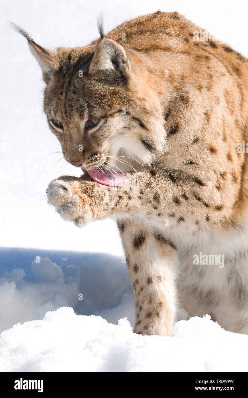 Eurasian lynx (Lynx lynx), in snow, licking paw, Germany, Bavaria ...