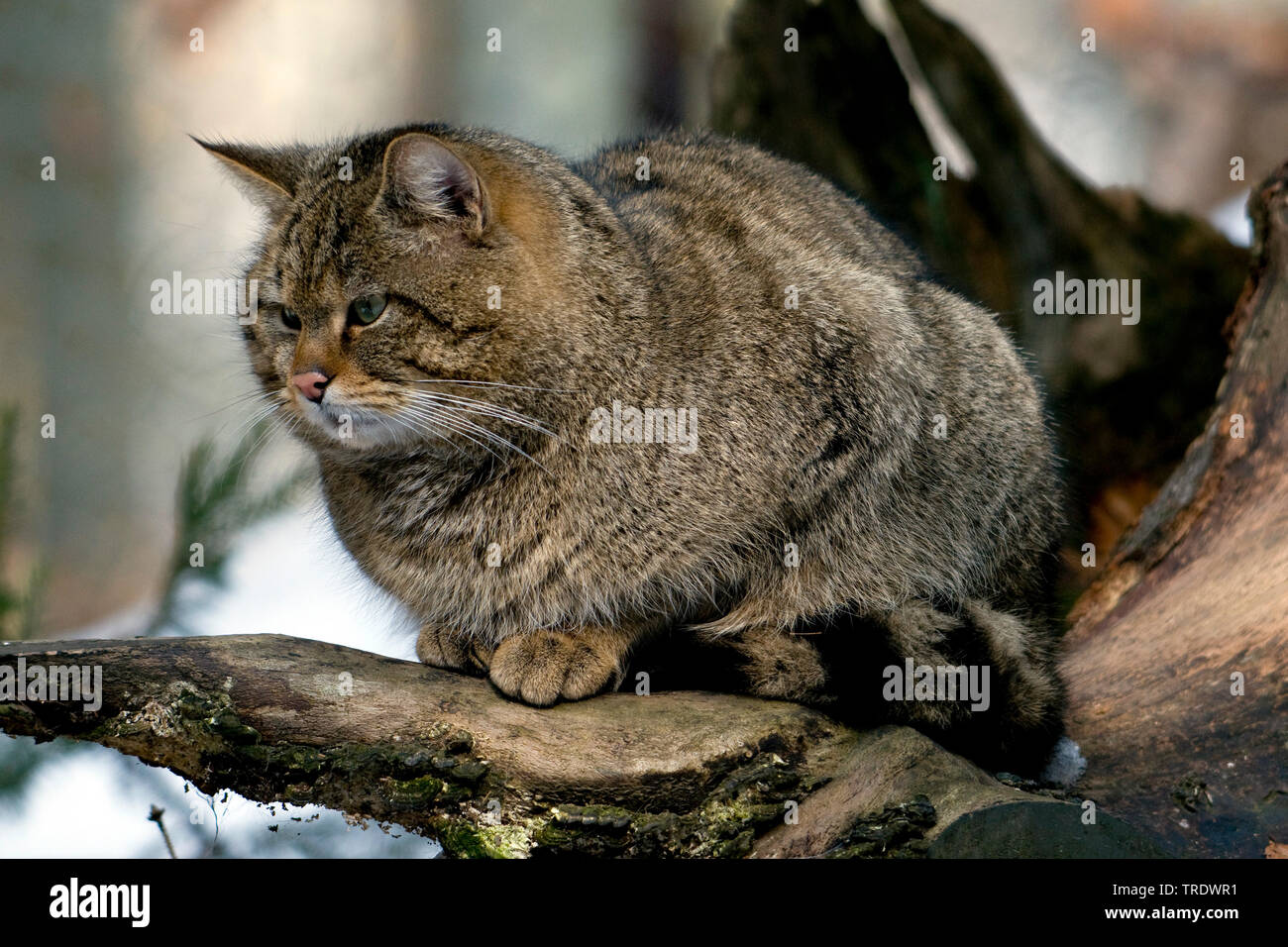 European wildcat, forest wildcat (Felis silvestris silvestris), resting ...