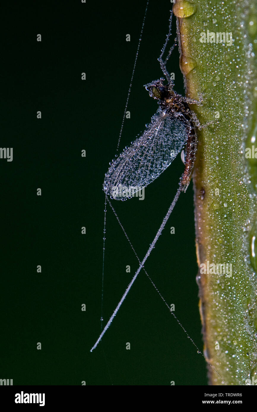 Common mayflies hi-res stock photography and images - Alamy