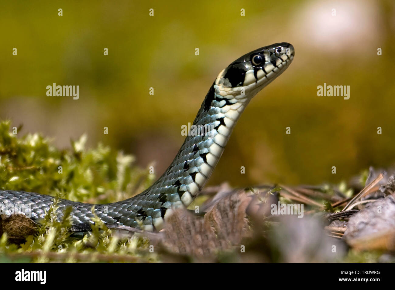 grass snake (Natrix natrix), Netherlands Stock Photo - Alamy