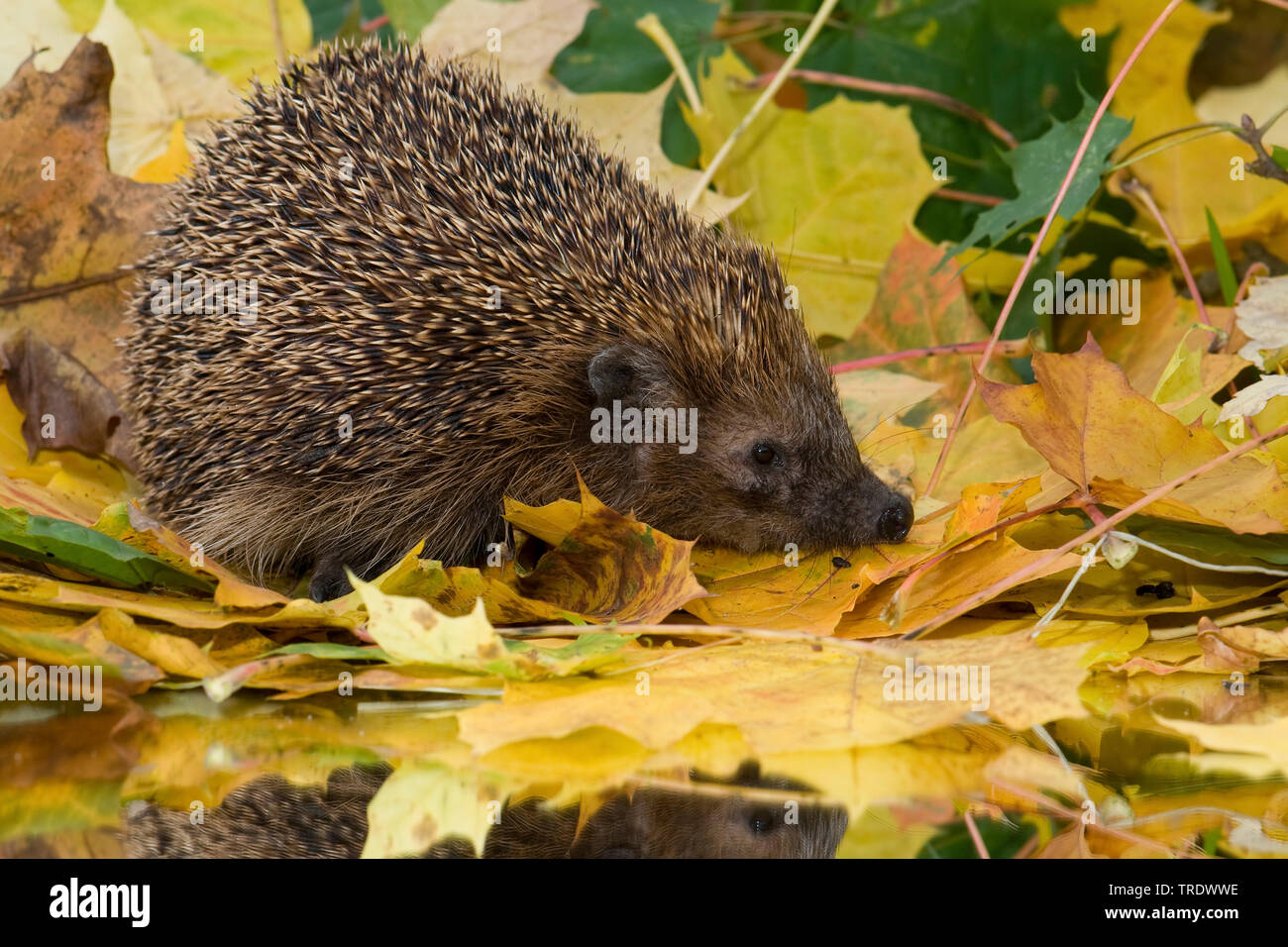 Western hedgehog, European hedgehog (Erinaceus europaeus), in autumn ...