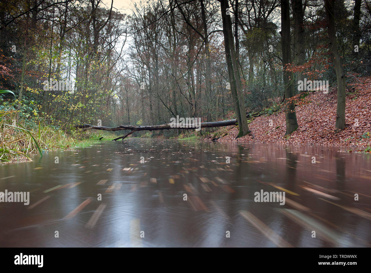 River and fallen tree hi-res stock photography and images - Alamy