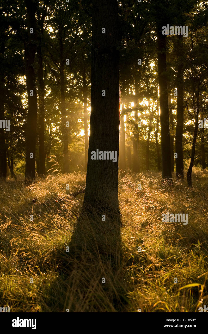 Danish Forest High Resolution Stock Photography and Images - Alamy