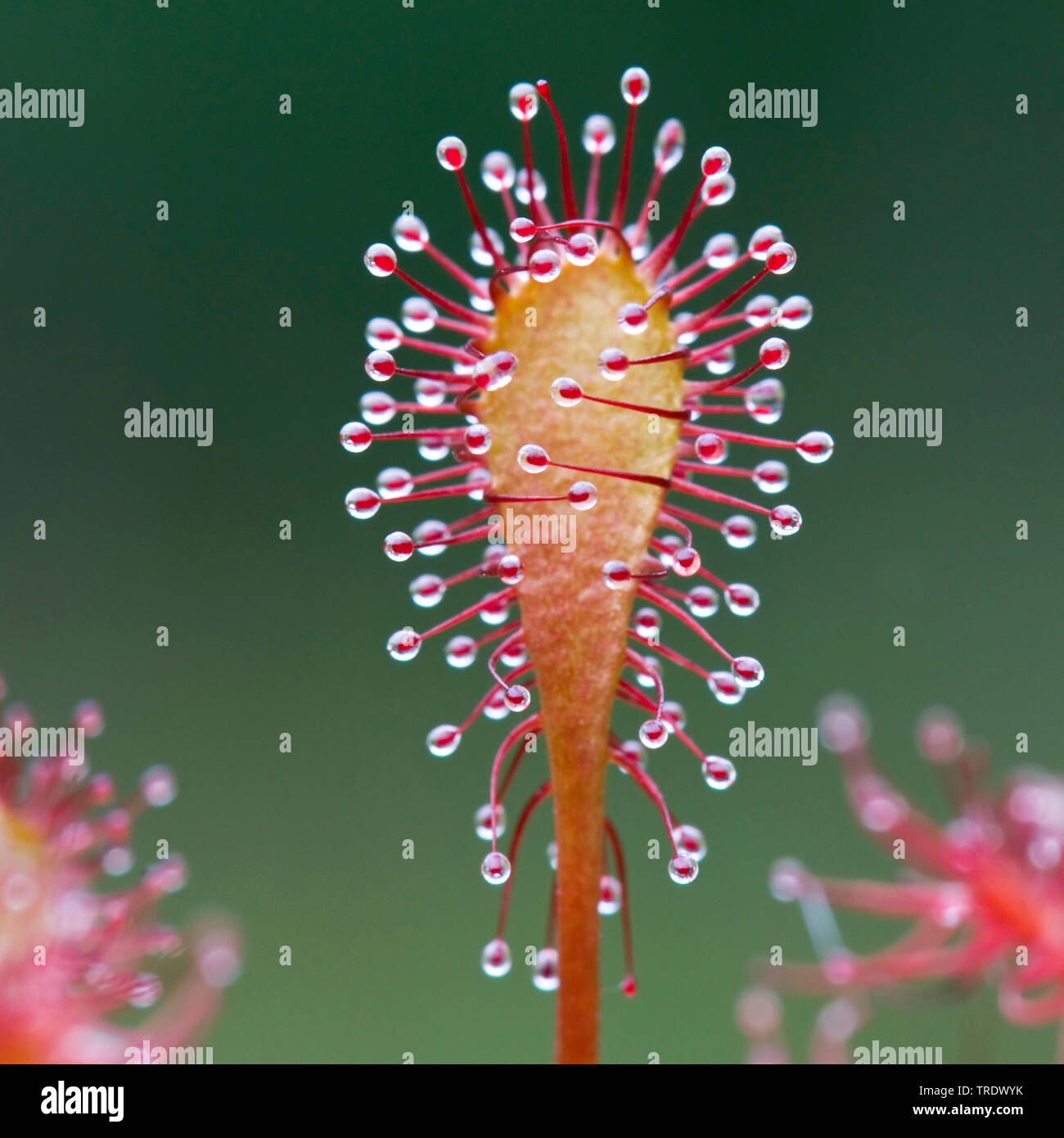 Flypaper plants hi-res stock photography and images - Alamy