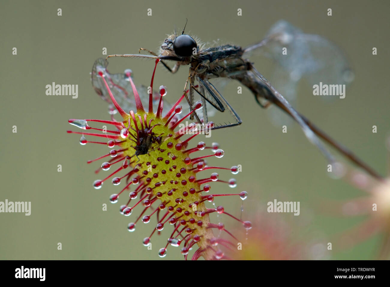 long-leaved sundew, oblong-leaved sundew, spoon-leaved sundew (Drosera ...