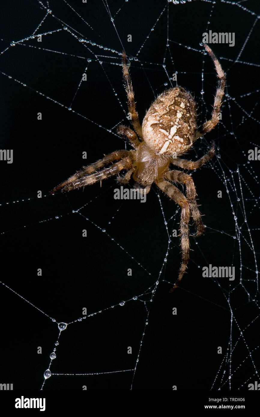 cross orbweaver, European garden spider, cross spider (Araneus ...