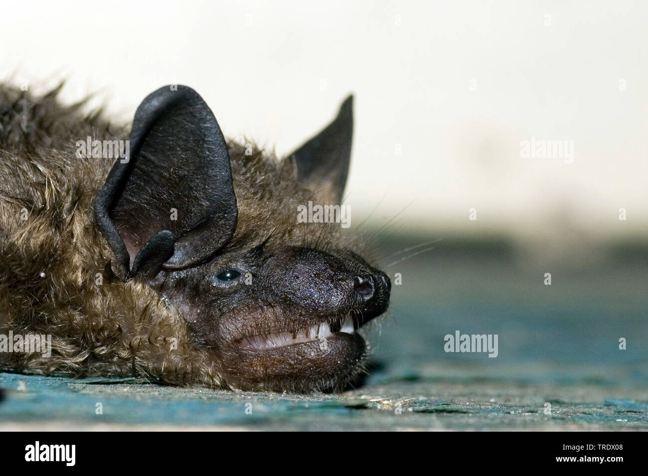Bat head hi-res stock photography and images - Alamy