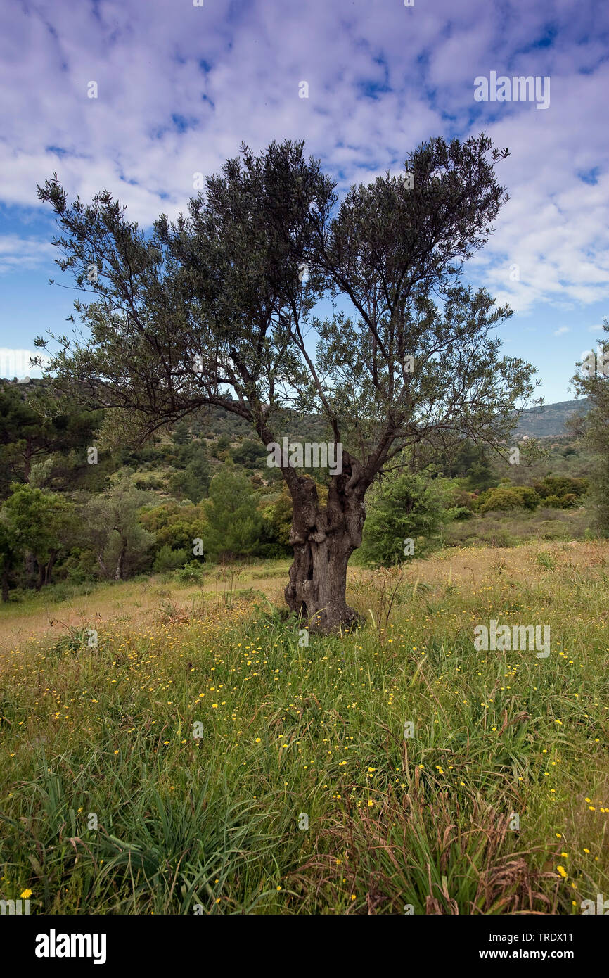 Olive tree olea europaea ssp sativa hi-res stock photography and images ...