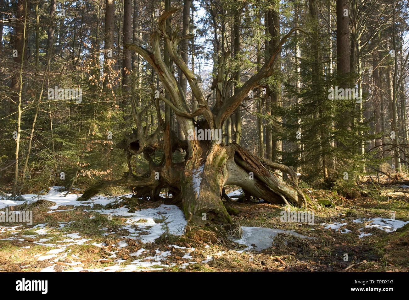 uprooted tree, Germany, Bavaria, Bavarian Forest National Park Stock ...