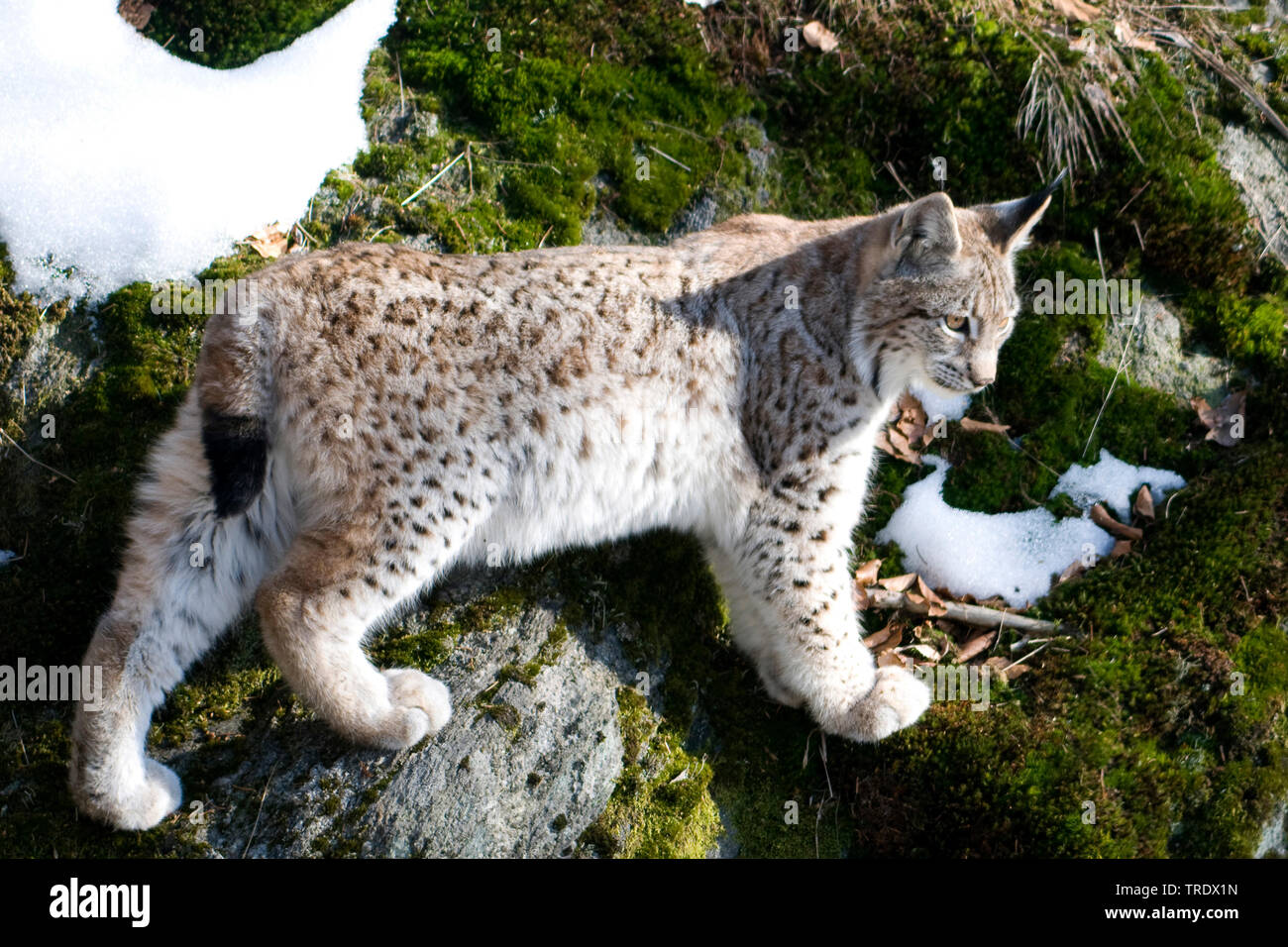 Eurasian lynx (Lynx lynx), standing on a mossy rock, side view, Germany ...