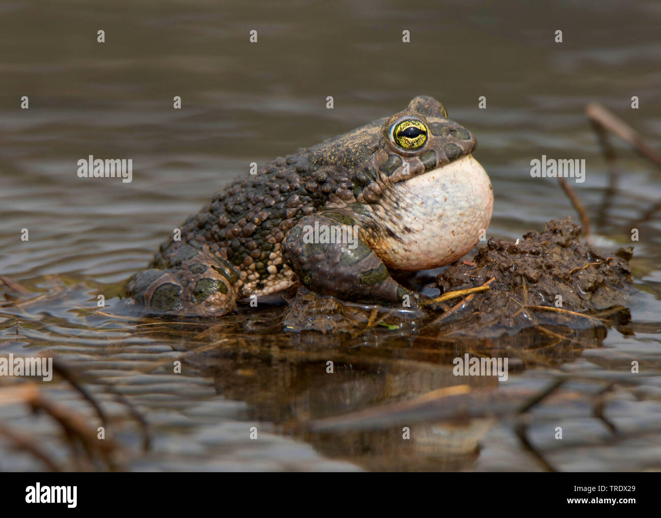 Green toad, Variegated toad (Bufo viridis), male sitting with voval sac ...