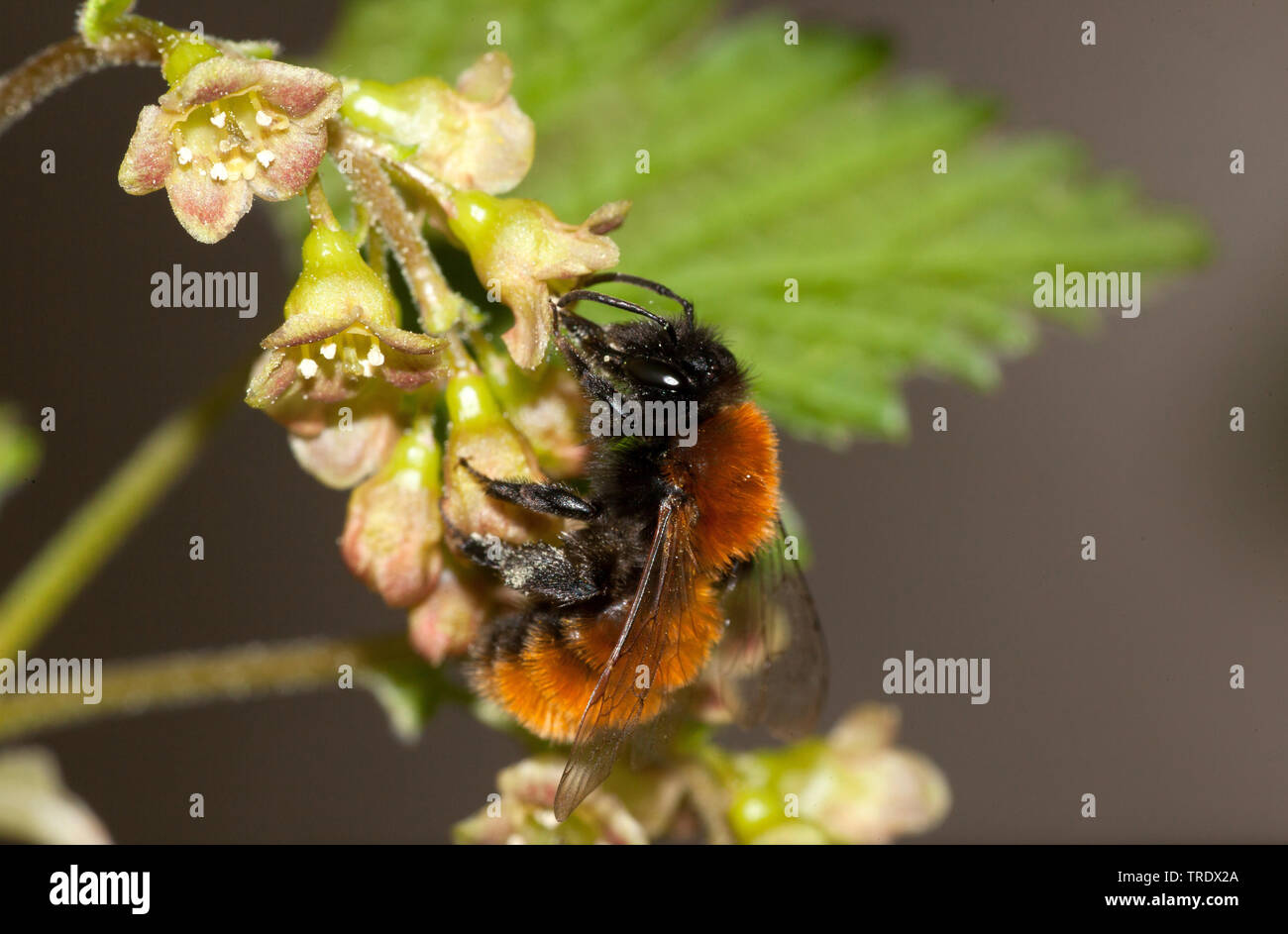Tawny burrowing bee, Tawny mining bee, Tawny mining-bee (Andrena fulva ...