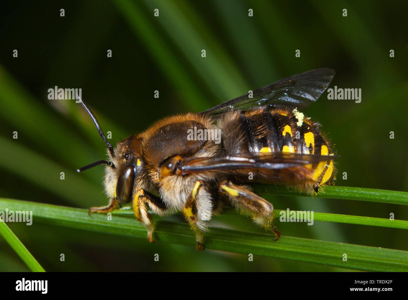 Wool carder bee (Anthidium manicatum, Anthidium maculatum), sitting at ...