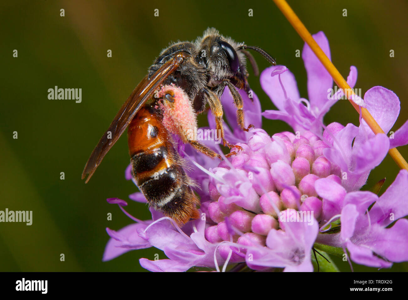Large Scabious Mining Bee (Andrena hattorfiana), on scabious, Germany ...