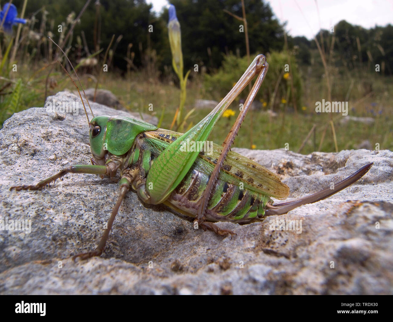 wart-biter, wart-biter bushcricket (Decticus verrucivorus), sitting on ...