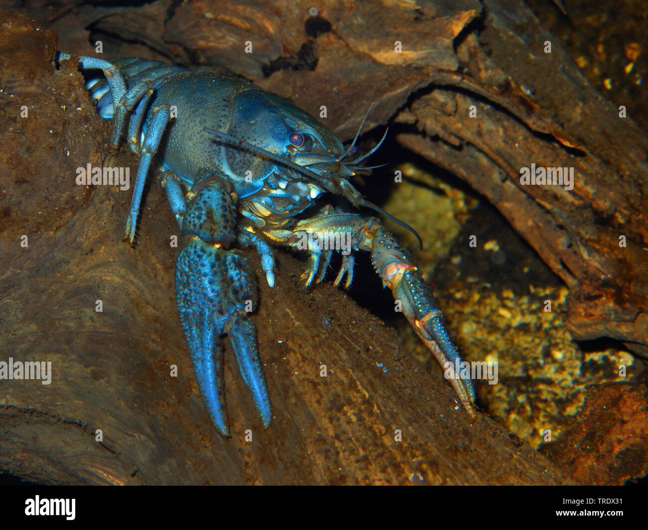 Astacus Fluviatilis Stock Photos & Astacus Fluviatilis Stock Images - Alamy