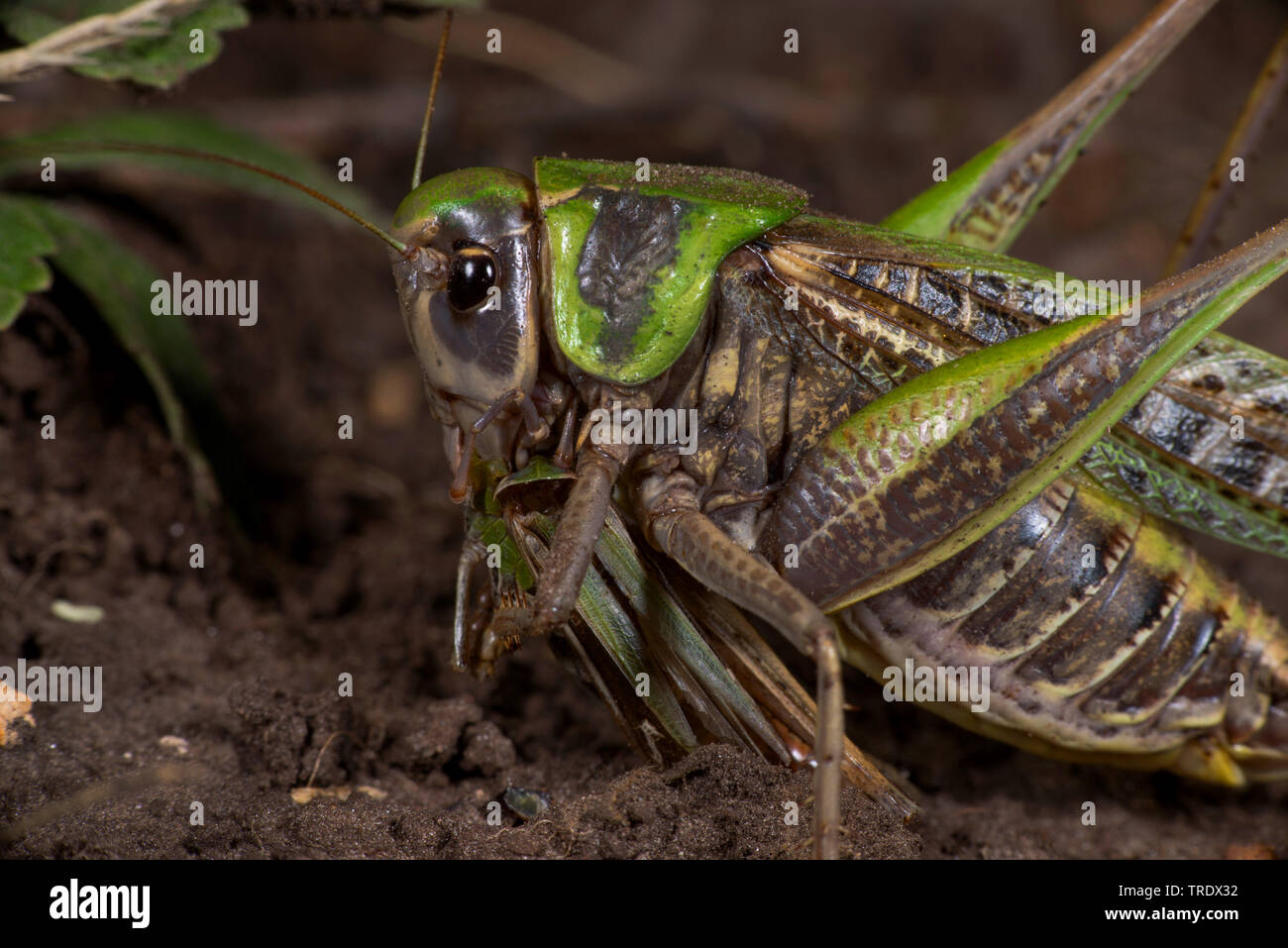 Wart biter bushcricket hi-res stock photography and images - Alamy