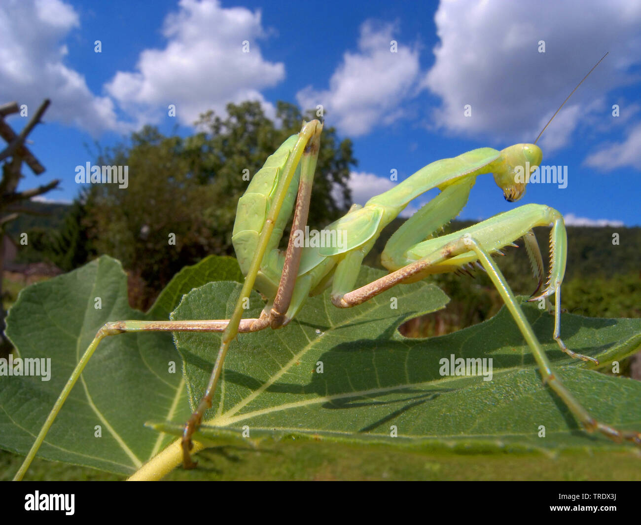 Mediterranean mantis hi-res stock photography and images - Alamy