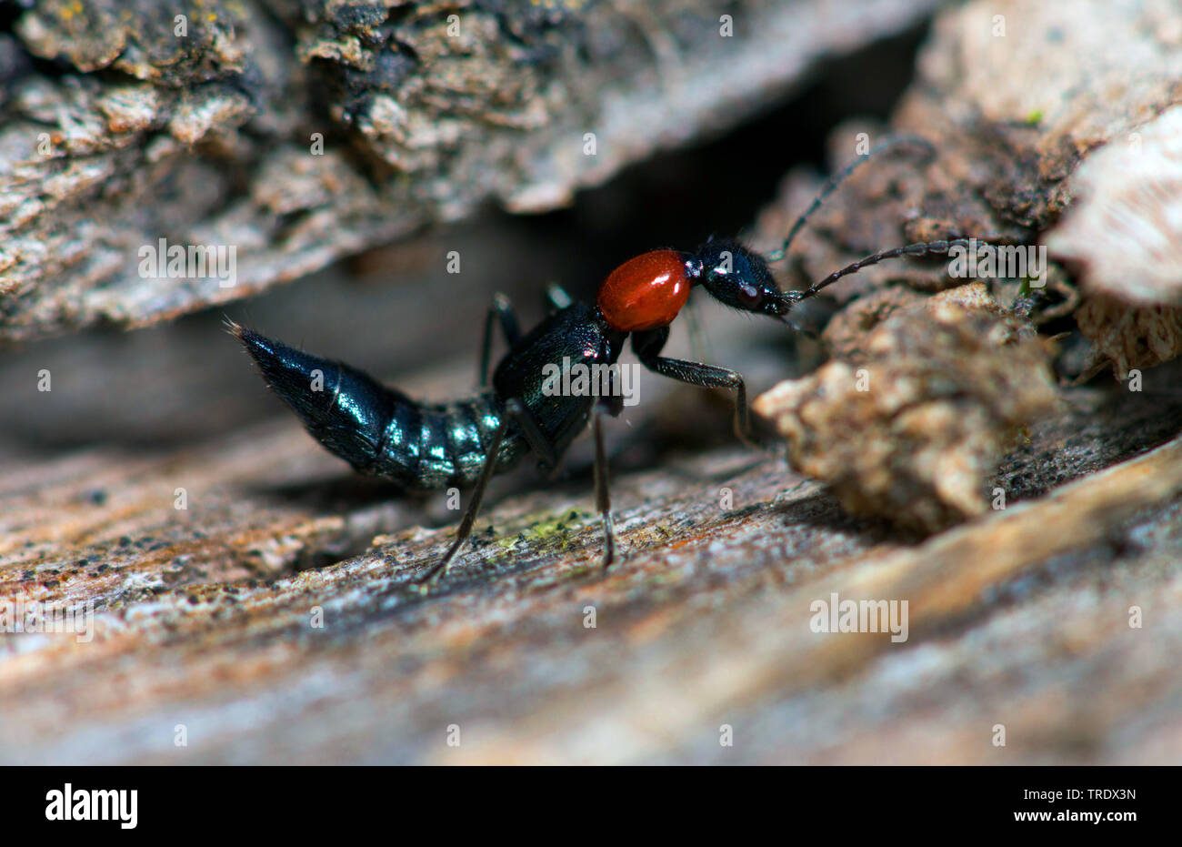Paederus rove beetles hi-res stock photography and images - Alamy
