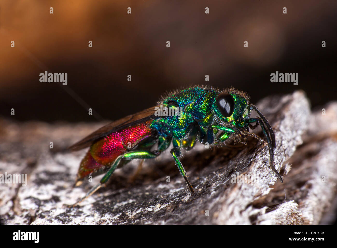 common gold wasp, ruby-tail, ruby-tailed wasp (Chrysis ignita, Chrysis ...