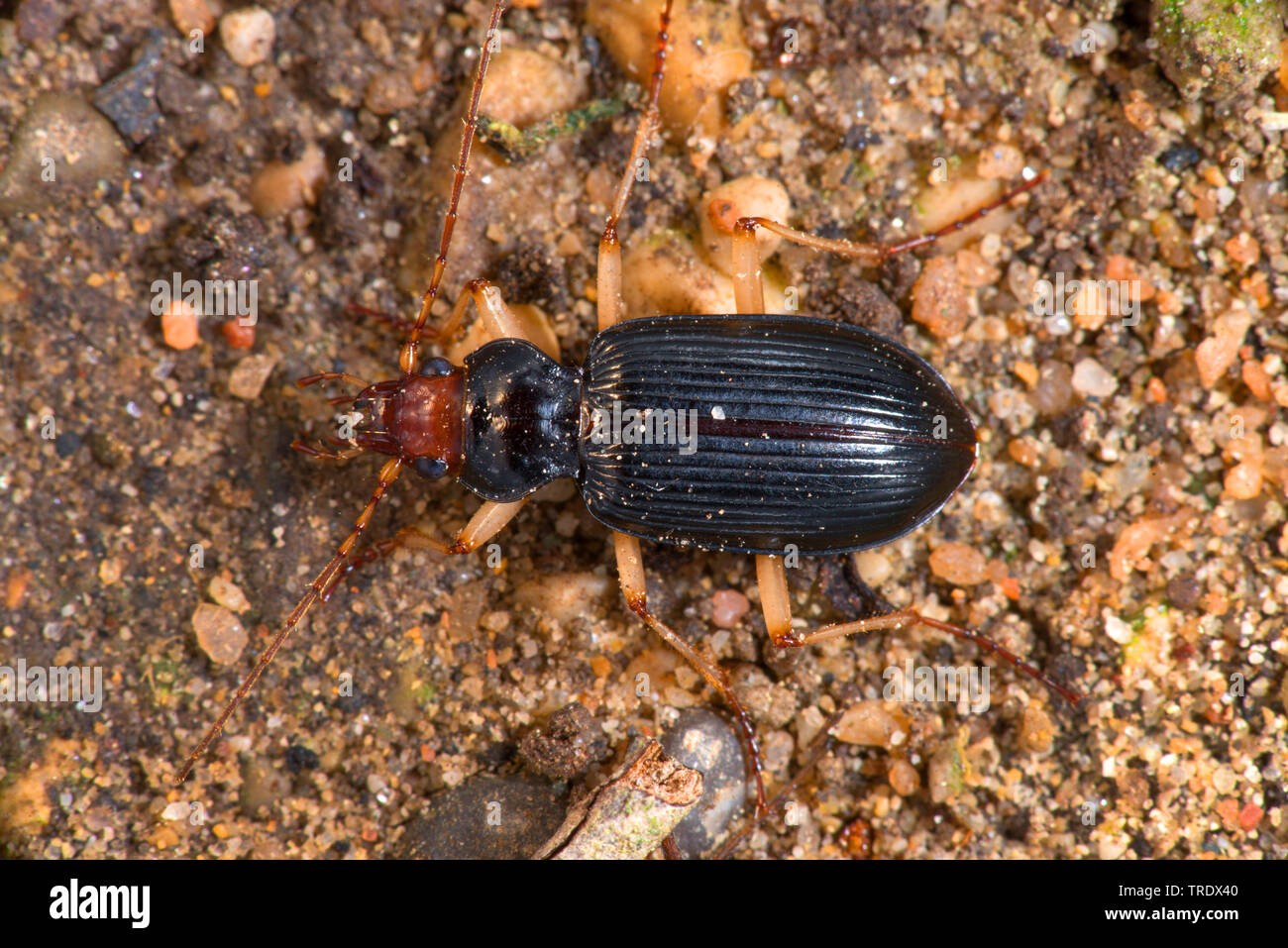 Ground Beetle High Resolution Stock Photography and Images - Alamy