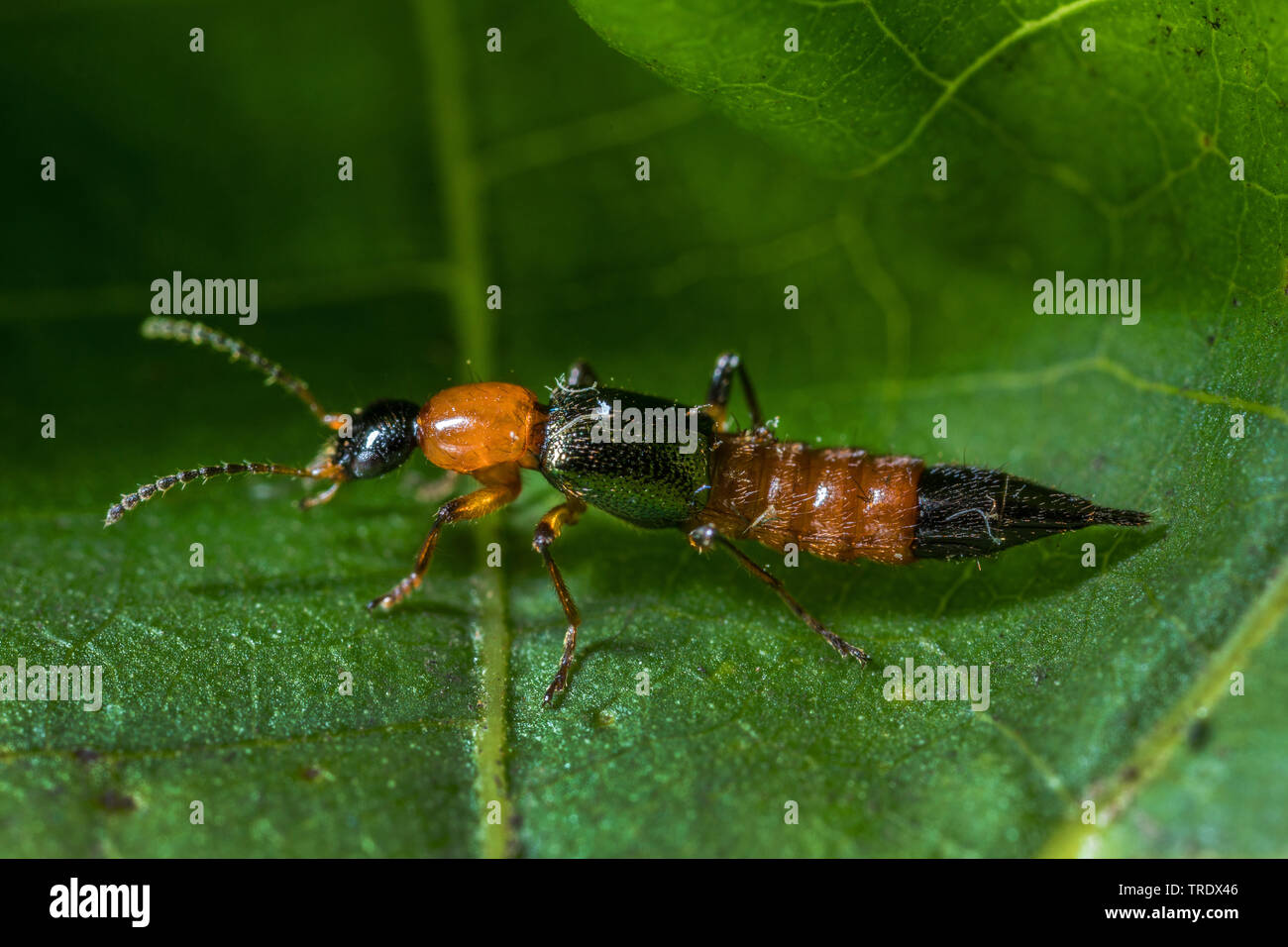 rove beetle (Paederus riparius), sitting on a leaf, Germany Stock Photo ...