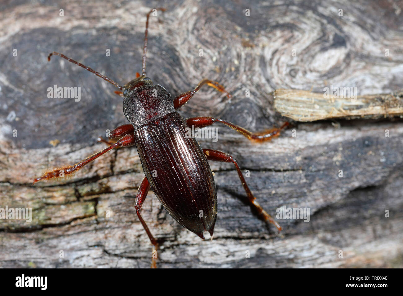Darkling beetle (Stenomax aeneus), sitting on bark, Germany, Bavaria ...